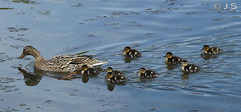 Ducklings
